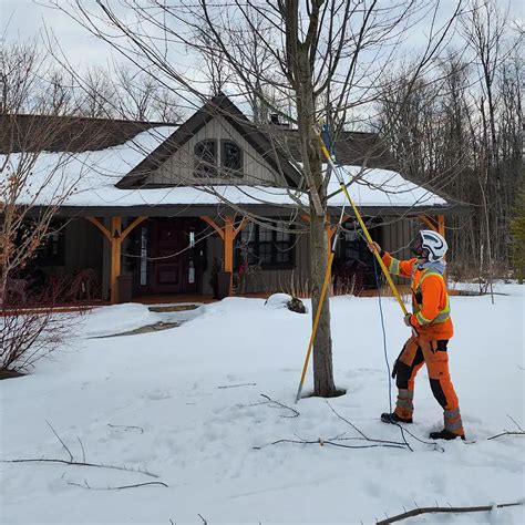 Tree Pruning Best Practices Beautiful Trees