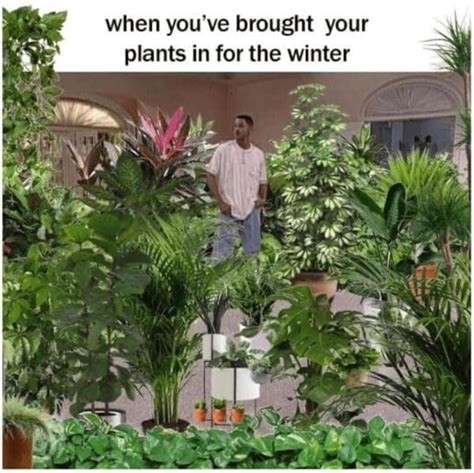 Is My Plant Dead Probably 36 Plant Memes That Will Make Every Plant