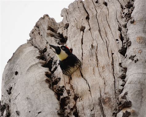 Acorn Woodpeckers In Northern California Geography Realm