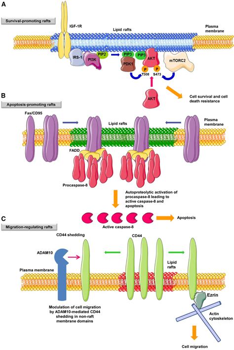 Figure 1 From Lipid Rafts As Signaling Hubs In Cancer Cell Survivaldeath And Invasion
