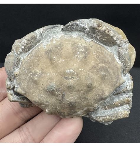 Fossils For Sale Fossils Eocene Fossil Crab From Spain