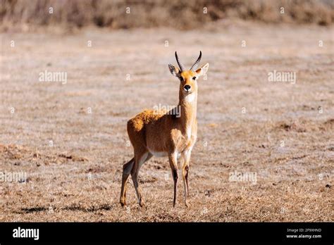 Antelope Bohor Reedbuck Redunca Redunca In Natural Habitat Bale