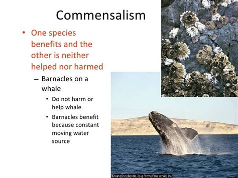 Interesting Facts About Commensalism Ehtn