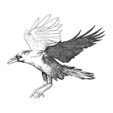Premium Vector Crow Line Drawing