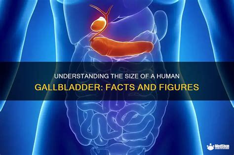 Understanding The Size Of A Human Gallbladder Facts And Figures Medshun