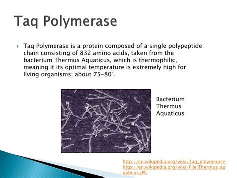 PPT Taq Polymerase PowerPoint Presentation Free Download ID 1984858