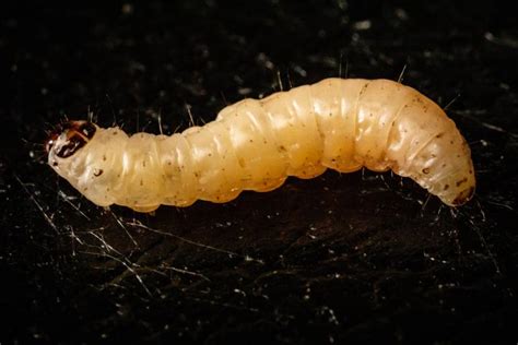Navel Orangeworm [image] Eurekalert Science News Releases