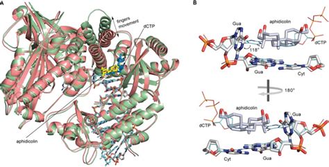 Structural Basis For Inhibition Of Dna Replication By Aphidicolin Pmc
