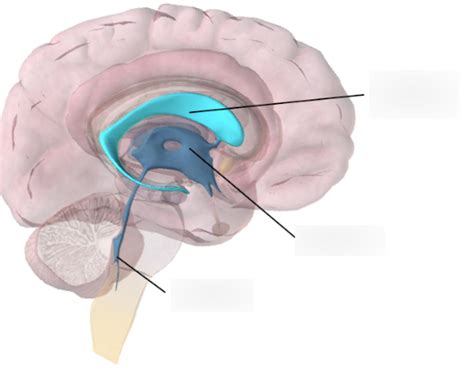 2 1 The Brain Incomplete Diagram Quizlet