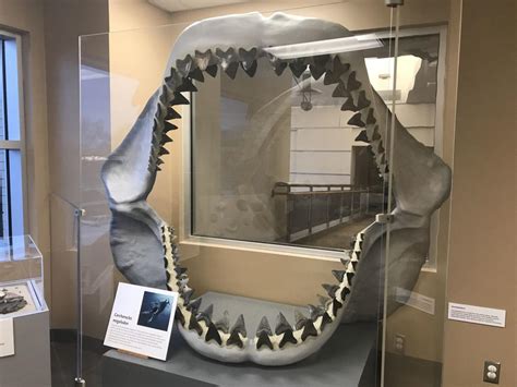 Megalodon Shark Fossil Megalodon Shark Facts Dmski