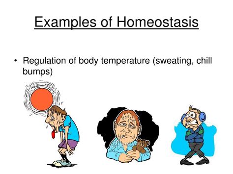 How Do Organisms Maintain Homeostasis At Kai Chuter Blog