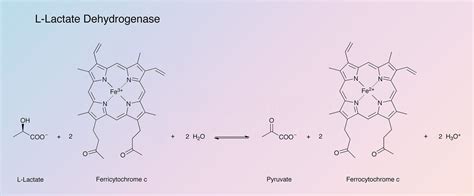 Biochemie Und Pathobiochemie L Lactat Dehydrogenase Eehhg