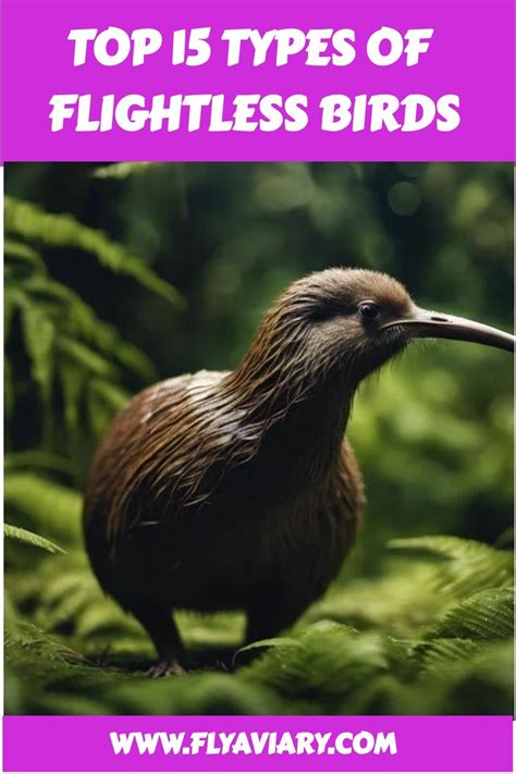 Top 15 Types Of Flightless Birds Flightless Bird Birds Bird Species