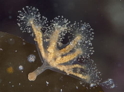 Stalked Jellyfish Staurozoa