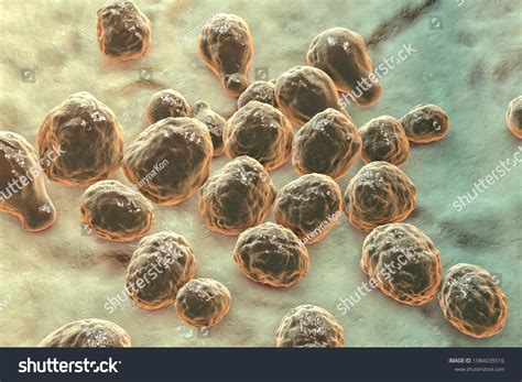Pathogenic Yeast Fungus Cryptococcus Neoformans That Stock Illustration 1984039316 Shutterstock