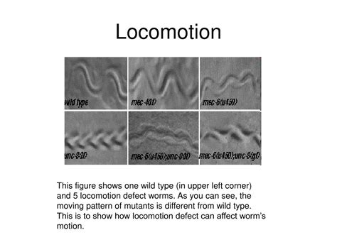Ppt C Elegans Powerpoint Presentation Free Download Id2989448