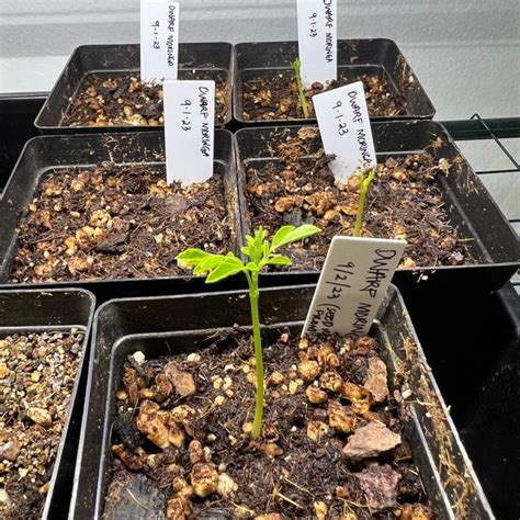 Rare Dwarf Moringa Seeds Tree Of Life Miracle Plant Moringa Oleifera