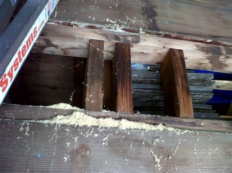 Carpenter Ants Treatment And Removal Greenhow