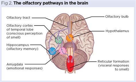 Olfactory Cortex Pathway Jaypeedigital Ebook Reader