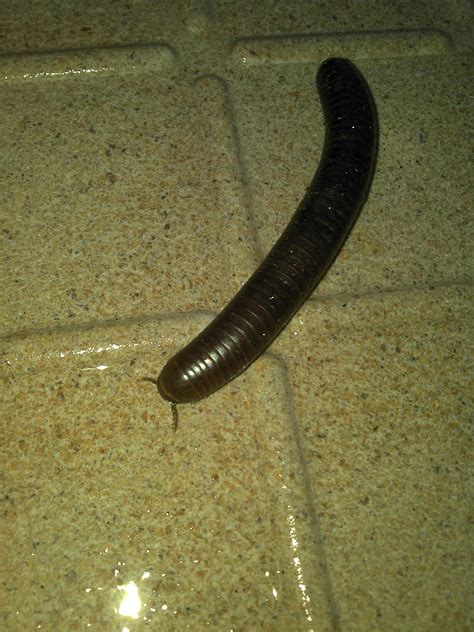 Identification Whats This Hard Brown Bug With Lots Of Legs And Will