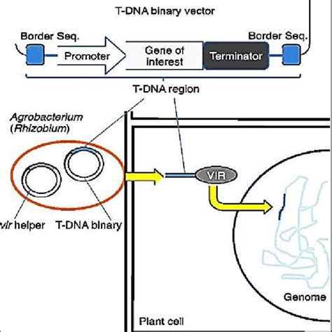 Binary Vector Strategy Methods Of Transferring Gene Using Agrobacterium Download Scientific