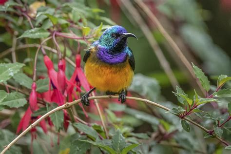 Variable Sunbird Owen Deutsch Photography