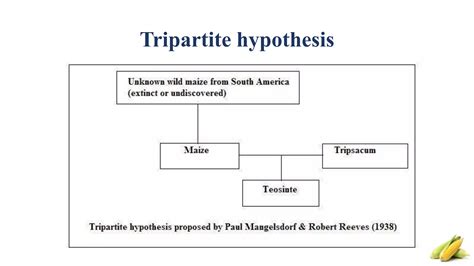 Evolution And Cytogenetics Of Maize Pptx Evolution And Cytogenetics Of Maize Pptx
