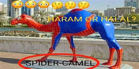 Spider Scrolller Spider Scrolller