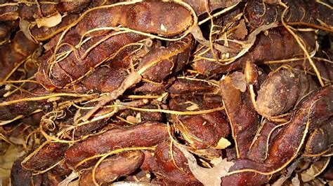 Tentuli Chhada Challange Who Will Win Youtube