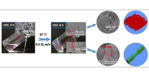 Self Assembling Silk Based Nanofibers With Hierarchical Structures Acs Biomaterials Science