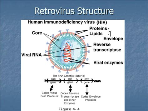 Ppt The Genetic Material Powerpoint Presentation Free Download Id