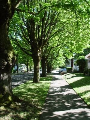 Best Trees For Shady Places Trees That Grow Well In Shade