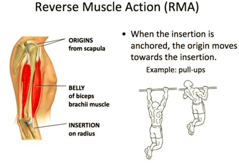 Chapter 11 The Muscular System Flashcards Quizlet