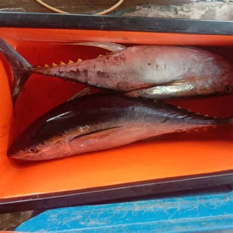 Detail ⁠⁠⁠⁠peti Es Sonar Fiberglass