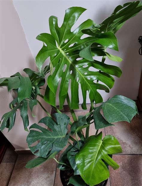 Indoor Monstera Deliciosasplit Leaf Philodendronmassive 30cm Pot