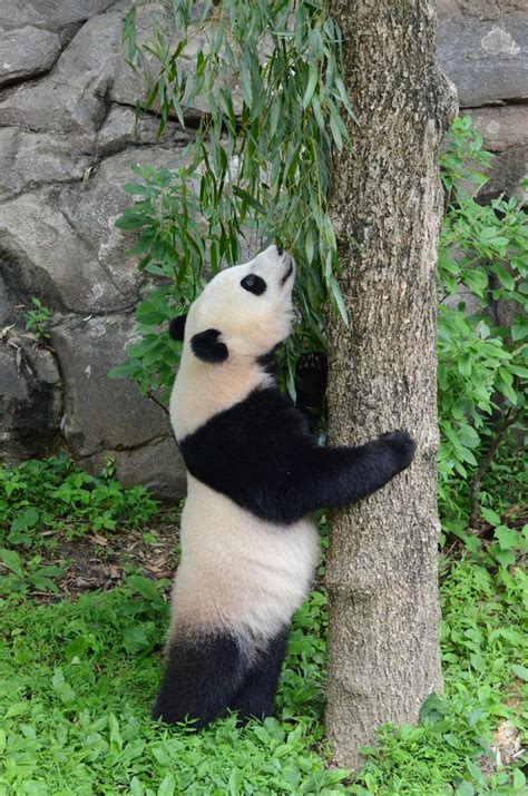 Standing Tall Panda Stand Tall Giant Panda