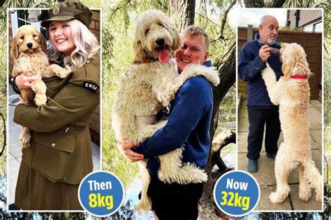 Puppy Sold As Miniature Cockapoo For £2000 Is Now 32kg The Size Of A