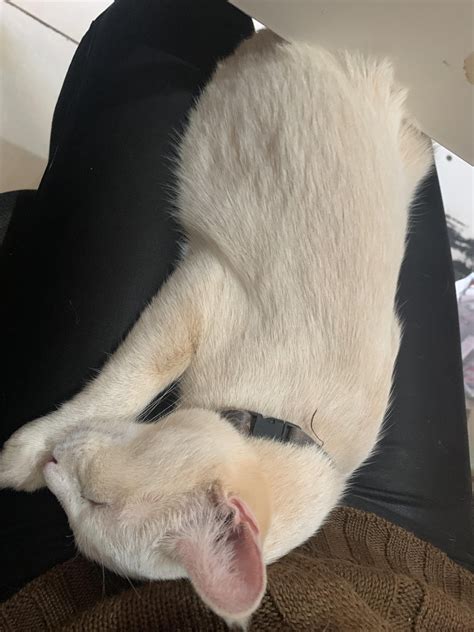 Dúvidas Com A Minha Gatinha R Gatos