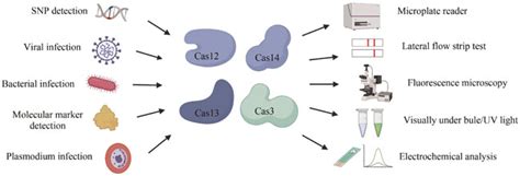 Crispr Cas系统在病原核酸检测中的研究进展