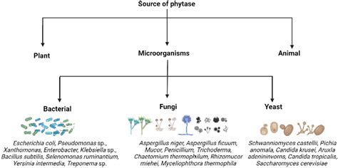 Frontiers Insight Into Phytase Producing Microorganisms For Phytate