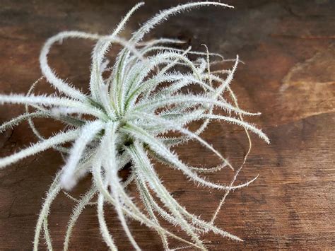 Ep 141 Air Plants — Plant Daddy Podcast
