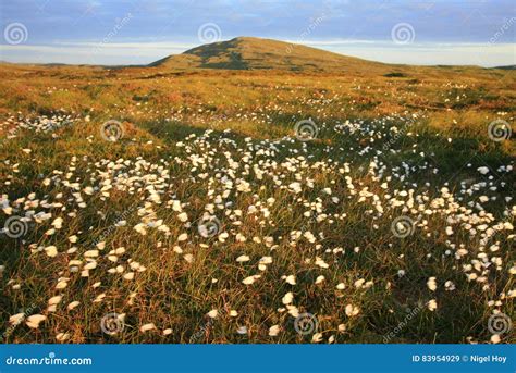 Cotton Grass On Moorland Stock Image Image Of Scenery 83954929