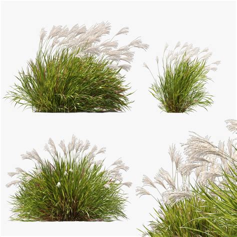 Miscanthus Sinensis 3d Model Turbosquid 1944798