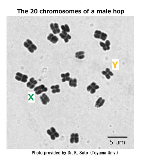 Suntory Global Innovation Center Succeeds In Elucidating The Sex Determination System In Hops In