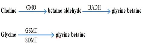 Biosynthesis Of Gb From Choline During Salinity Trehalose Trehalose Download Scientific