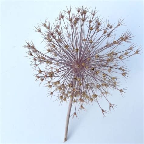 Sušené Květiny Kytky Od Potoka