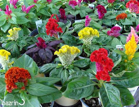 بذر گل تاج خروس تاجی الوان بذری نو بکاریم