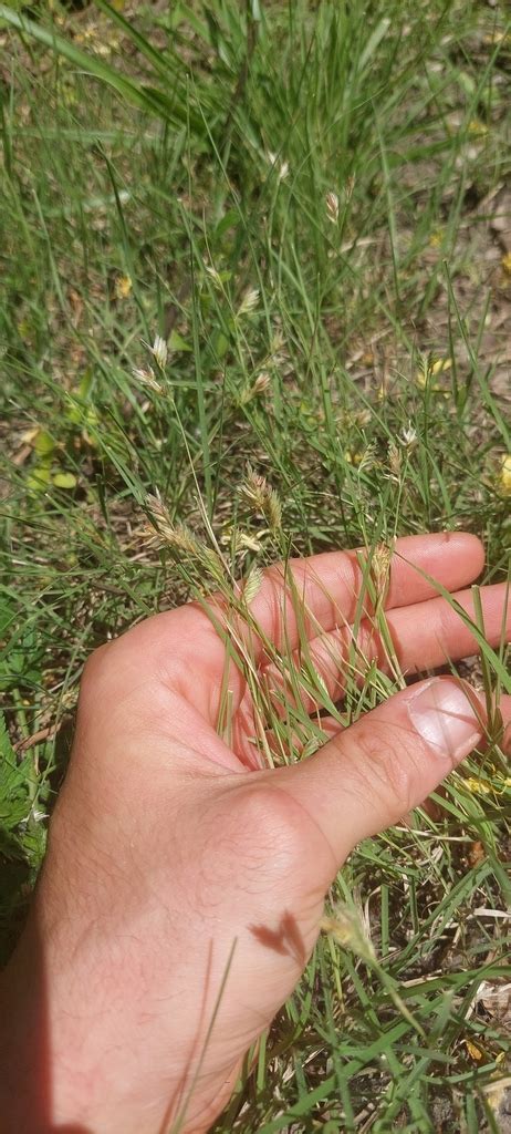 Buffalograss From Harmsglenview Glenview Il 60025 Usa On May 22