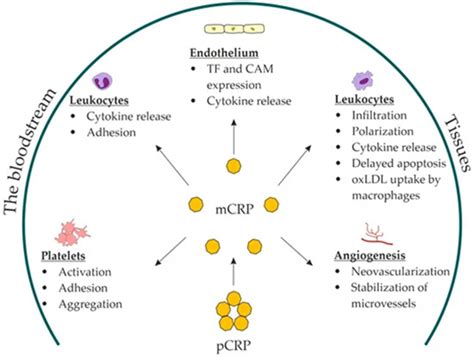Monomeric Crp A New Player In Evaluation Of Cardiovascular Risk Biolab Assays