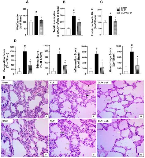 Protective Effect Of Alpha Chymotrypsin Against Sepsis Induced Ali Bar